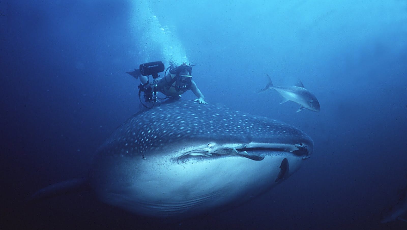Swim With Whale Sharks In Donsol, Palawan: An Unforgettable Adventure