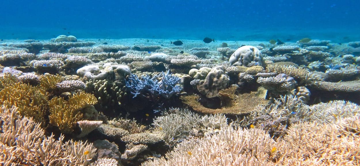 Unique In Coral Triangle: Celebrating 6 Rare And Special Species