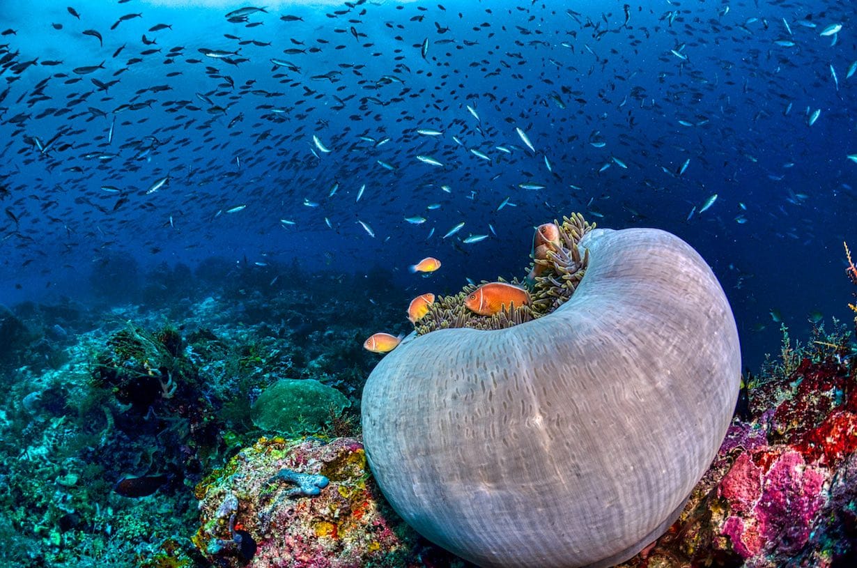 Unveiling The Coral Triangle: Diving Into A World Of Wonder