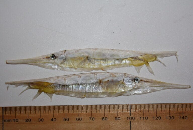 Pez Navaja Fantasma Palawan Find This Enigmatic Fish