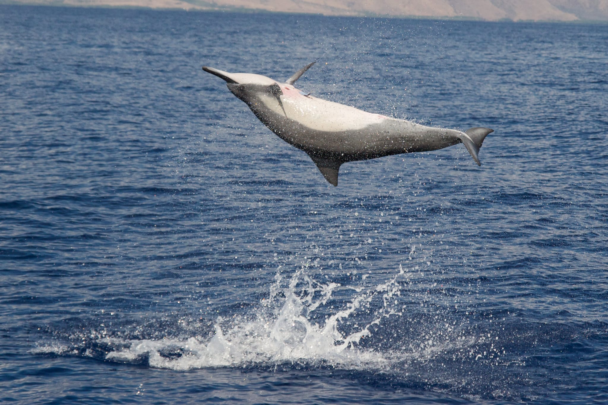 Will You See Spinner Dolphin Palawan On Epic Island Tour?