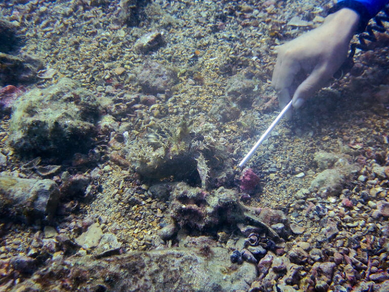 Top 5 Dangerous Marine Life In Palawan And Diving Safely