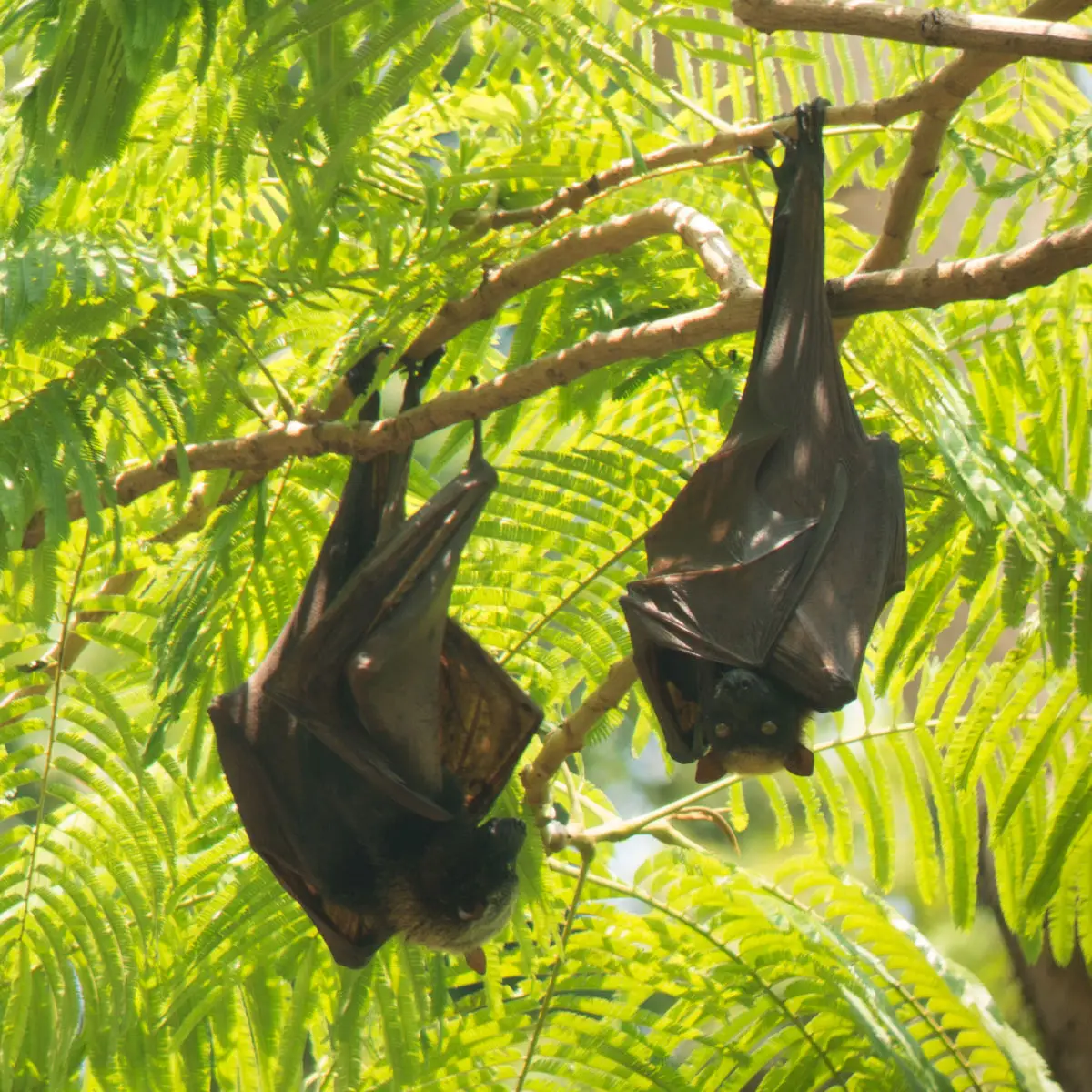 Will You Encounter Palawan Fruit Bats On This Epic Tour?